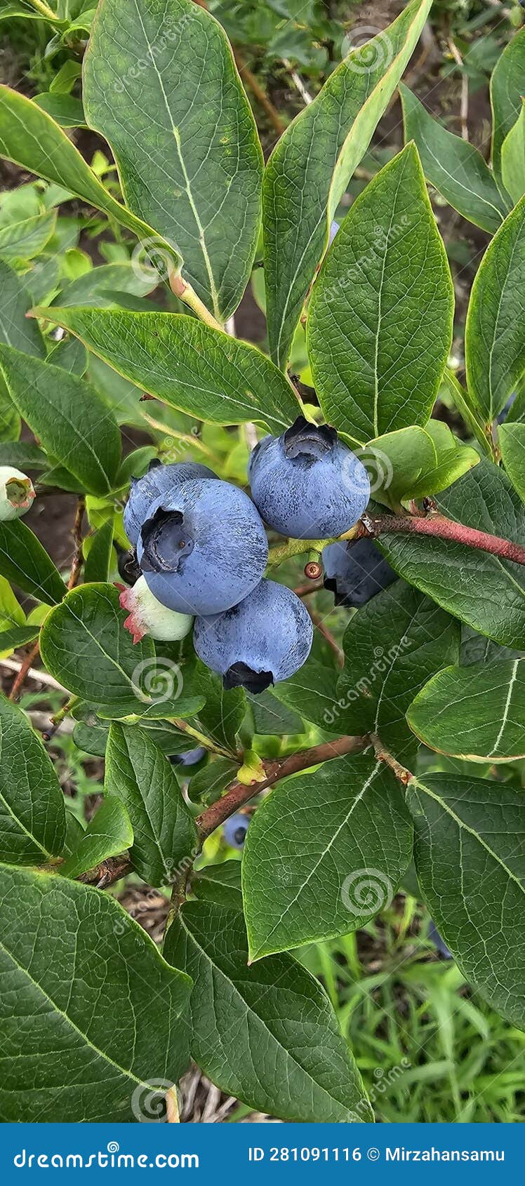 Blueberry Tree Fruits Fresh Blue Stock Photo - Image of fruits, fresh ...
