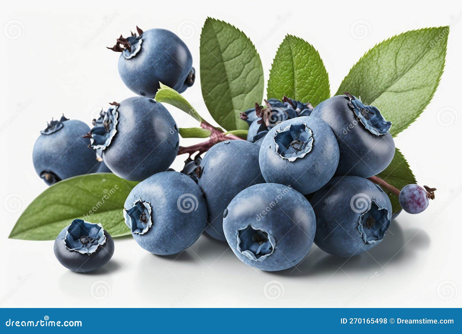 Blueberry. Wild Berries on a White Background Stock Illustration ...