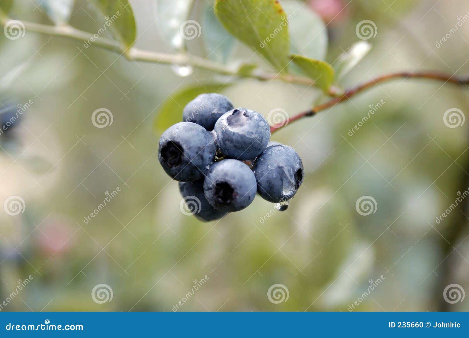 Blueberrys foto de archivo. Imagen de dieta, azul, arbusto - 235660