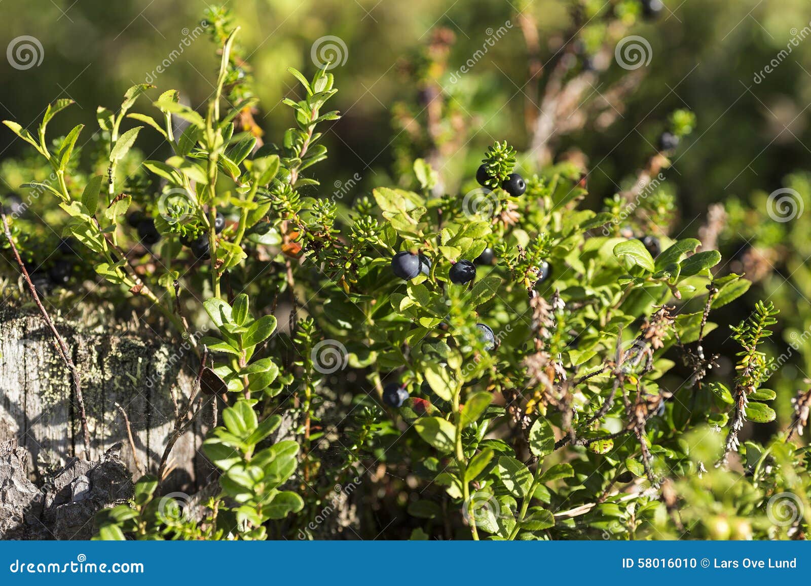 Blueberrys in the wild stock photo. Image of blueberrys - 58016010