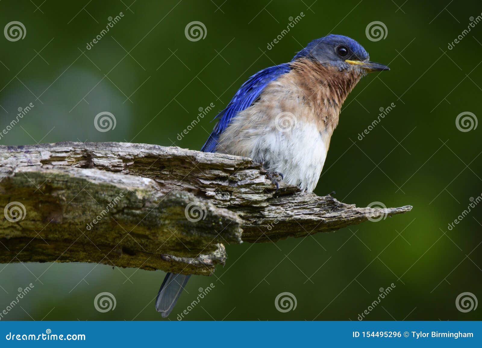 Bluebird stock photo. Image of bird, beautiful, animal - 154495296