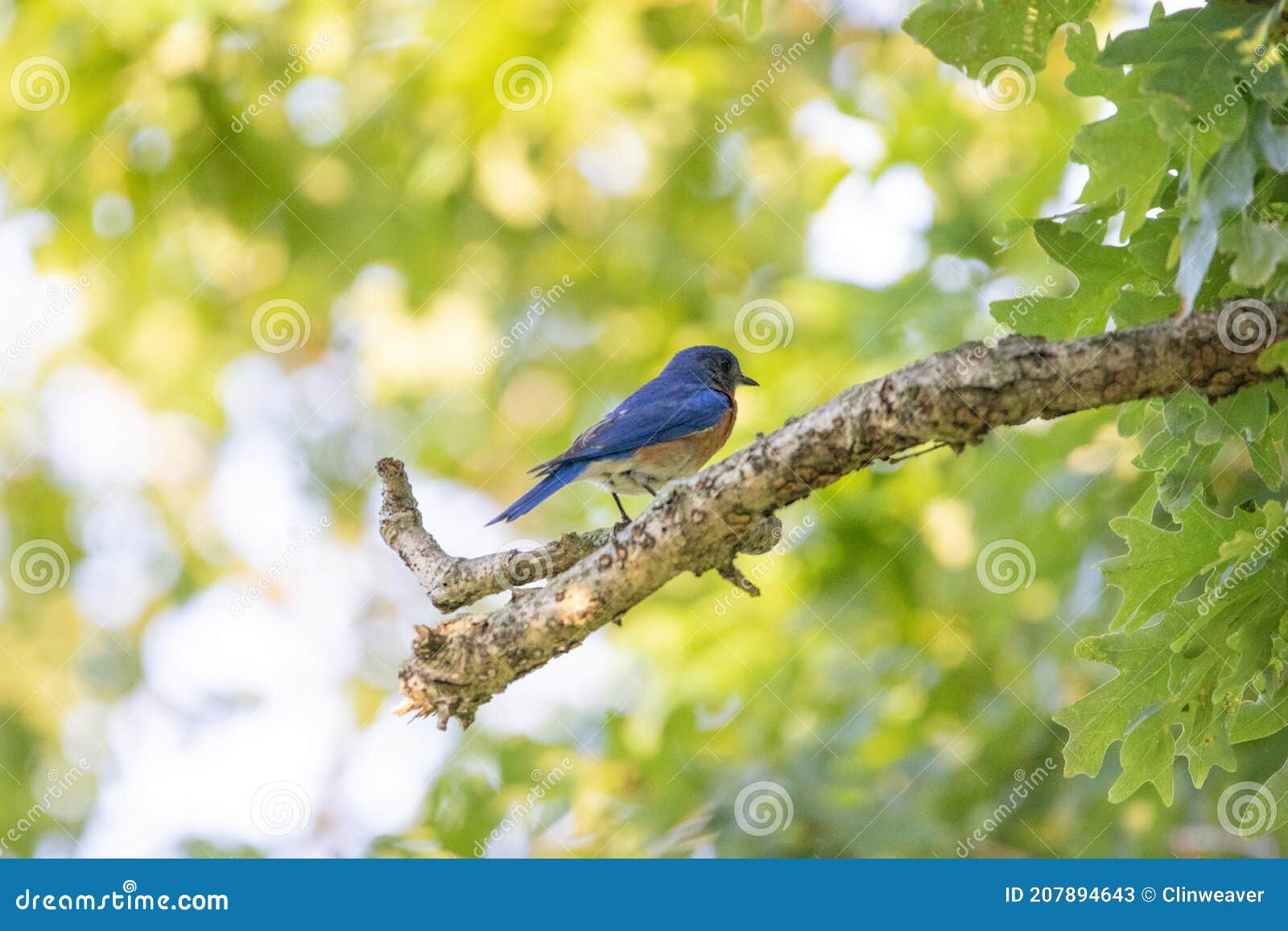 Bluebird on a Dead Branch stock image. Image of scenic - 207894643