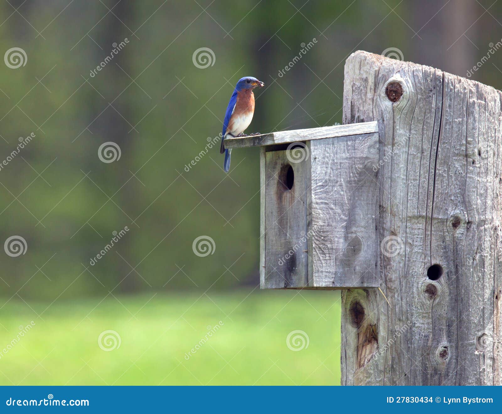 Bluebird Del Este Masculino Foto de archivo - Imagen de casa, insecto ...