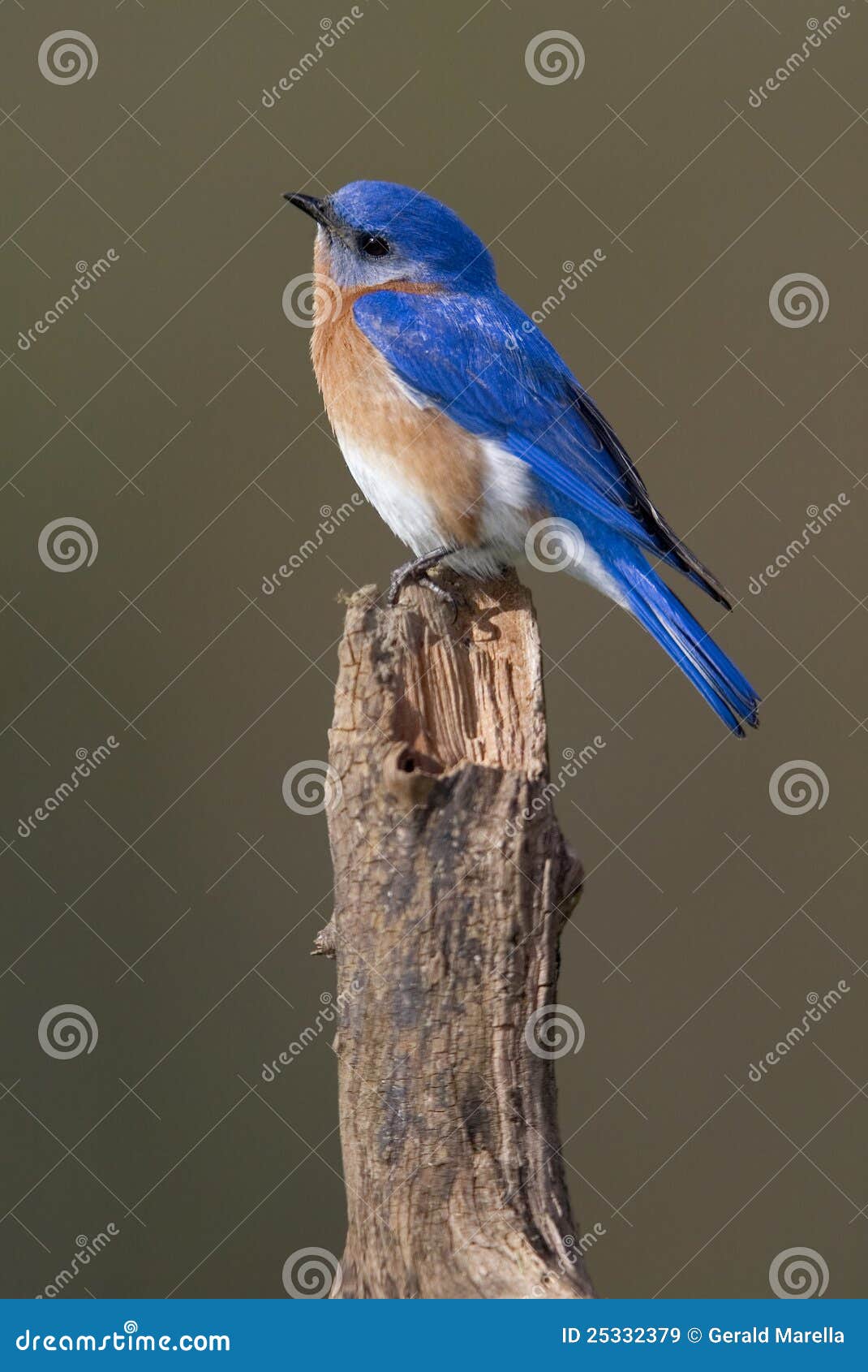 Bluebird Del Este (sialis Del Sialia) Imagen de archivo - Imagen de ...