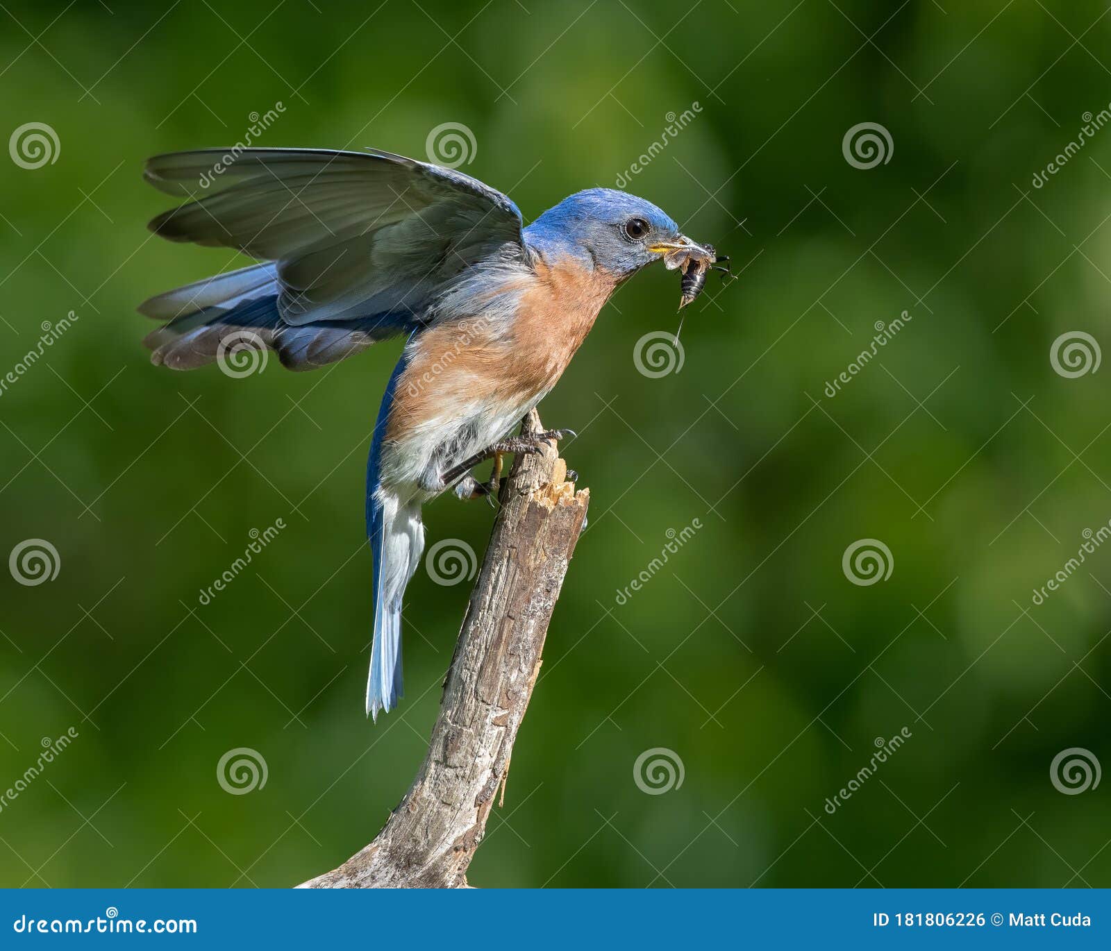 Bluebird eating a cricket stock photo. Image of beautiful - 181806226