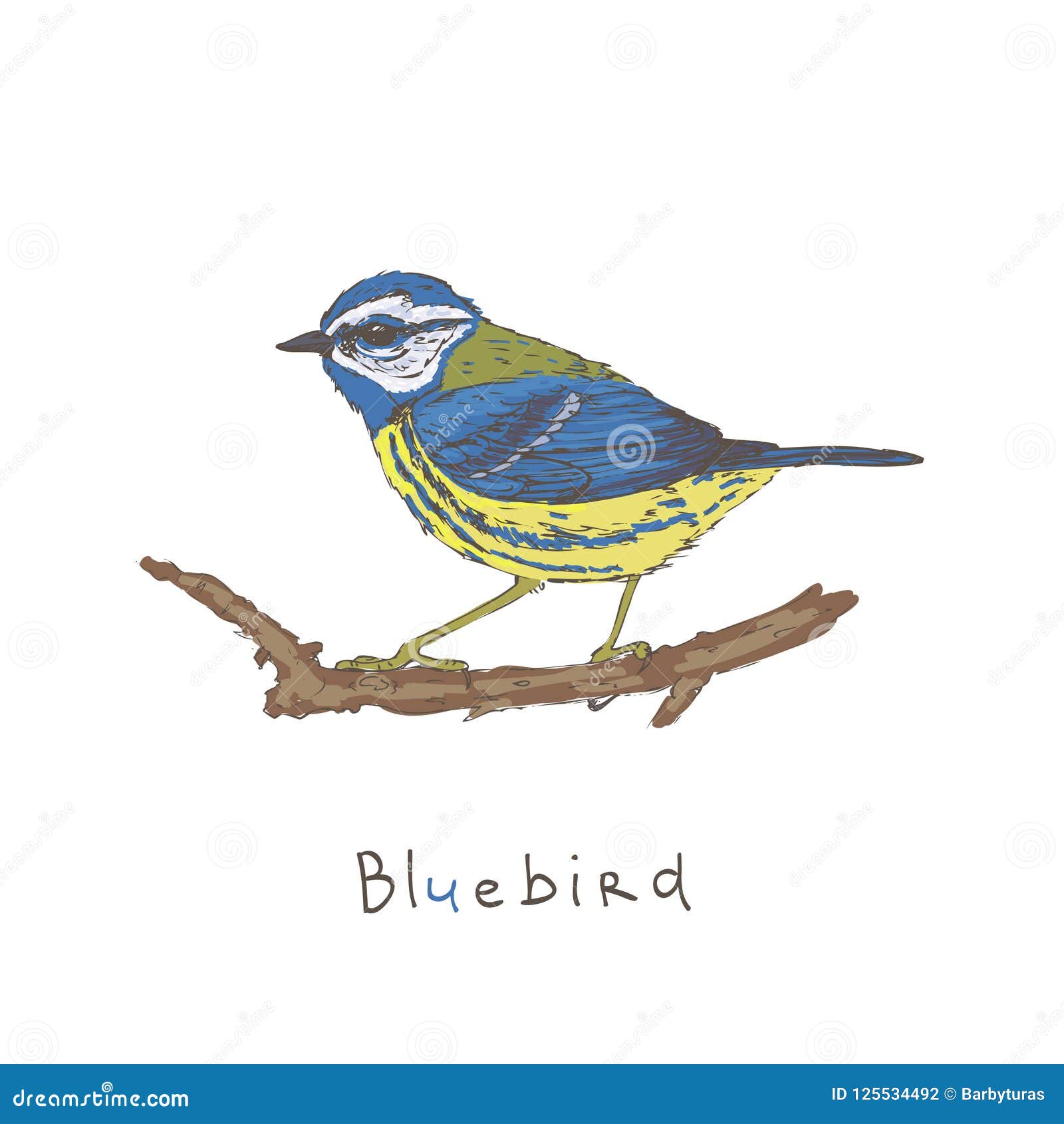 Bluebird on F Branch. Vector Illustration Stock Vector - Illustration ...