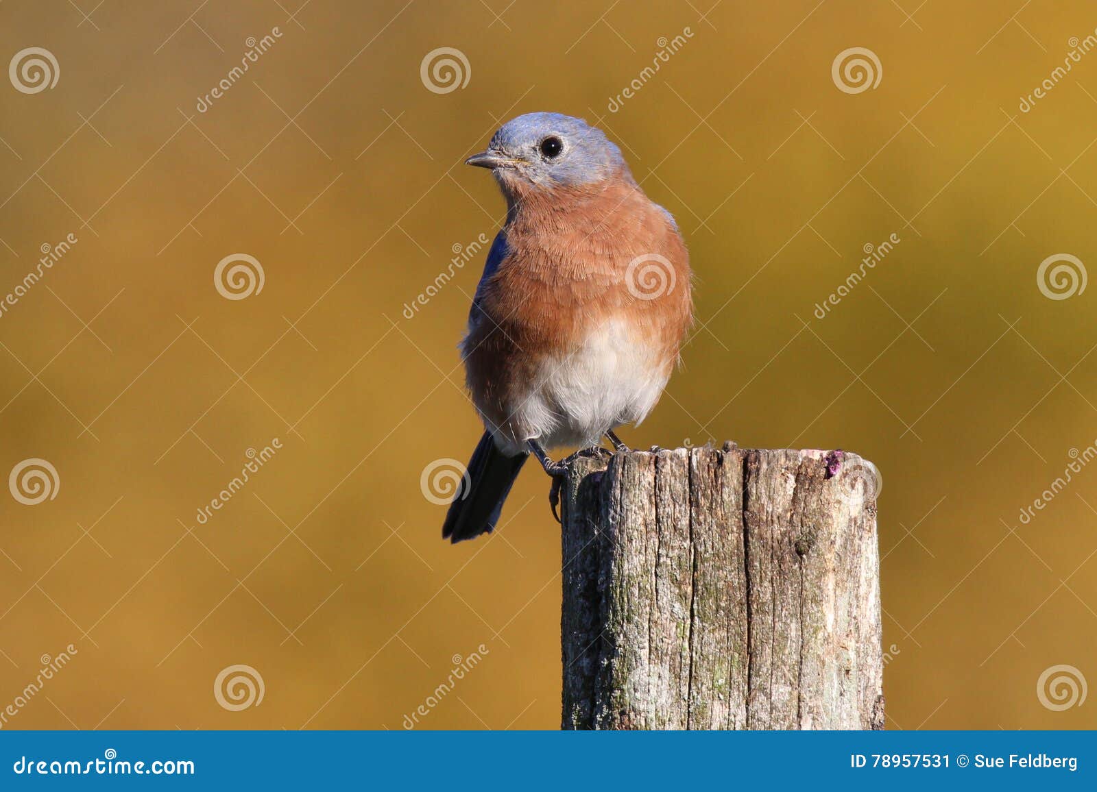 Bluebird in Fall stock image. Image of outdoors, sialis - 78957531