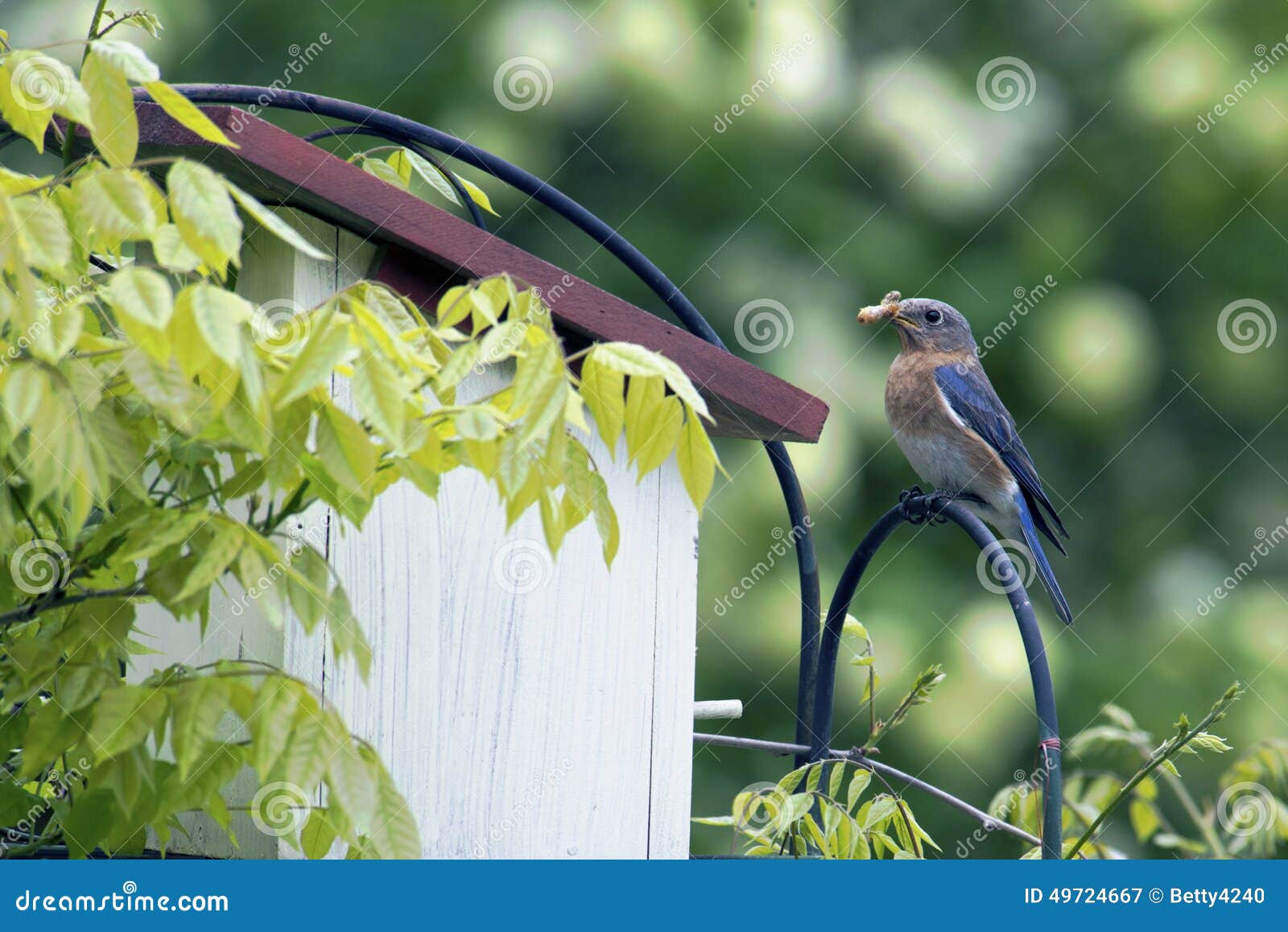 Bluebird Feeding His Young. Stock Image - Image of feeds, beautiful ...