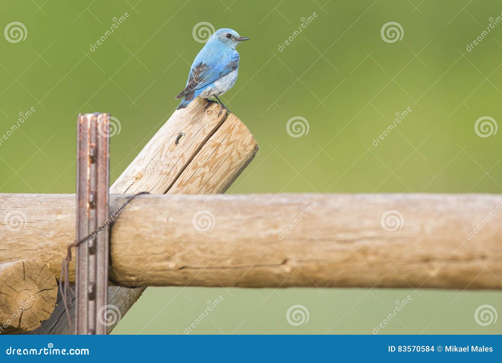 Bluebird on fencepost stock photo. Image of bird, stick - 83570584