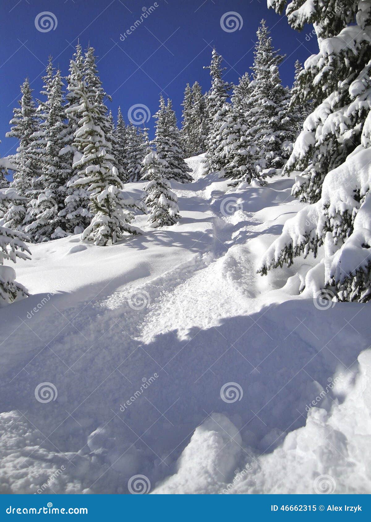 Bluebird First tracks stock image. Image of america, fall - 46662315