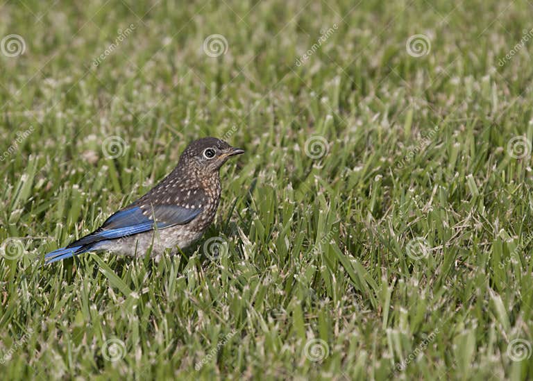 Bluebird Fledgling stock image. Image of wing, bird, fledgling - 53521657