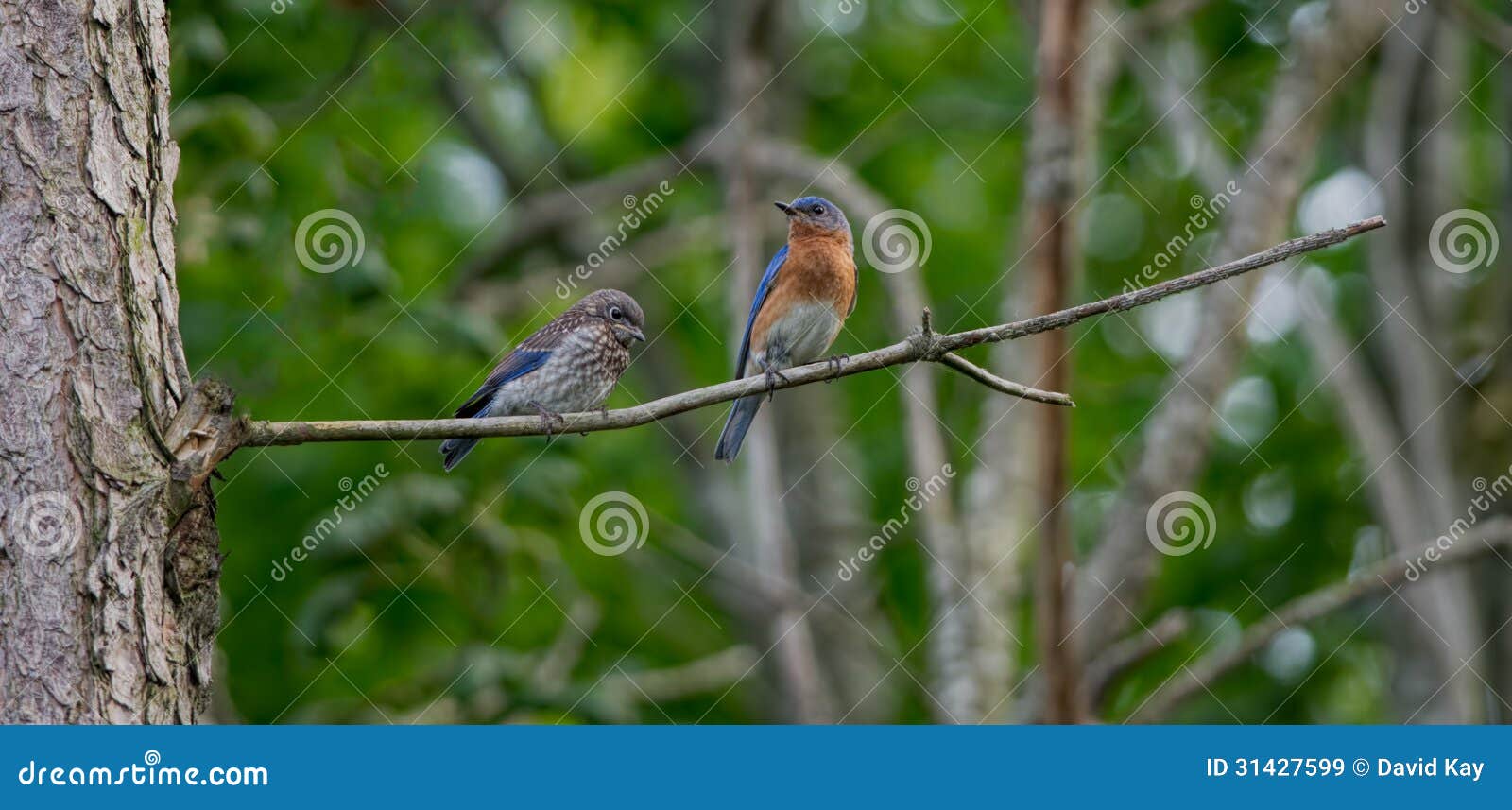 Bluebird and Fledgling stock image. Image of care, blue - 31427599