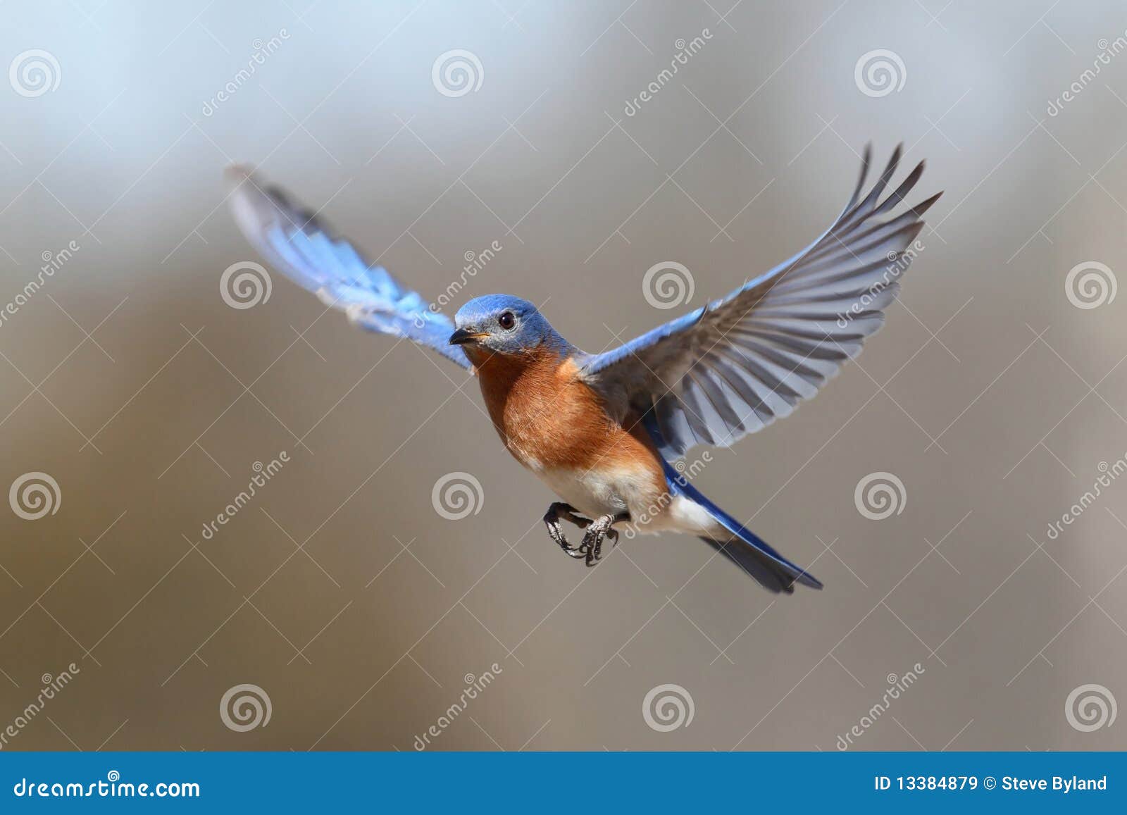 Bluebird in Flight stock image. Image of animal, avian - 13384879