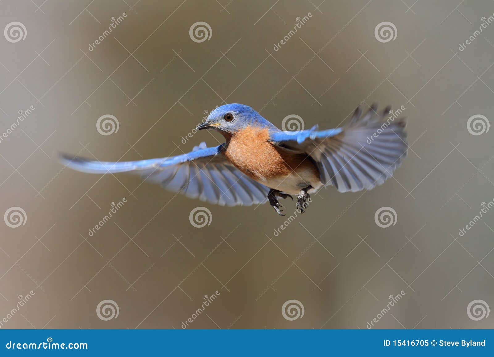 Bluebird in Flight stock image. Image of avian, songbird - 15416705