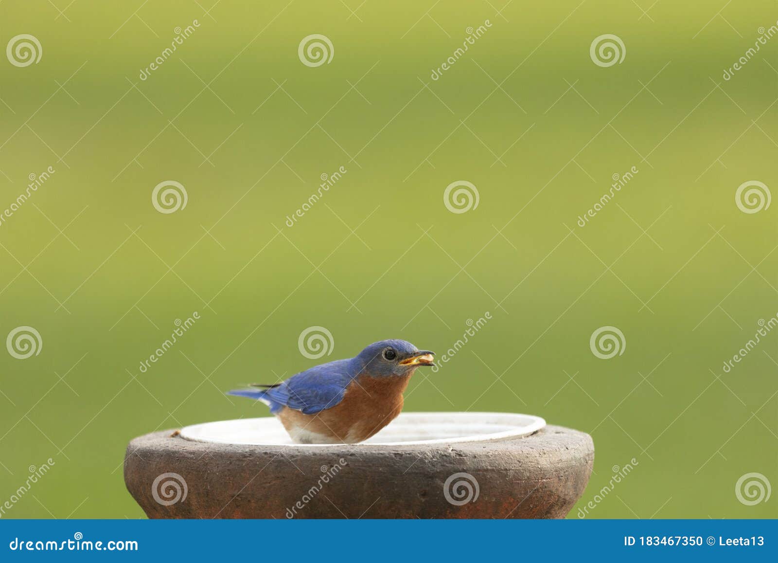 Bluebird with food in beak stock photo. Image of forage - 183467350