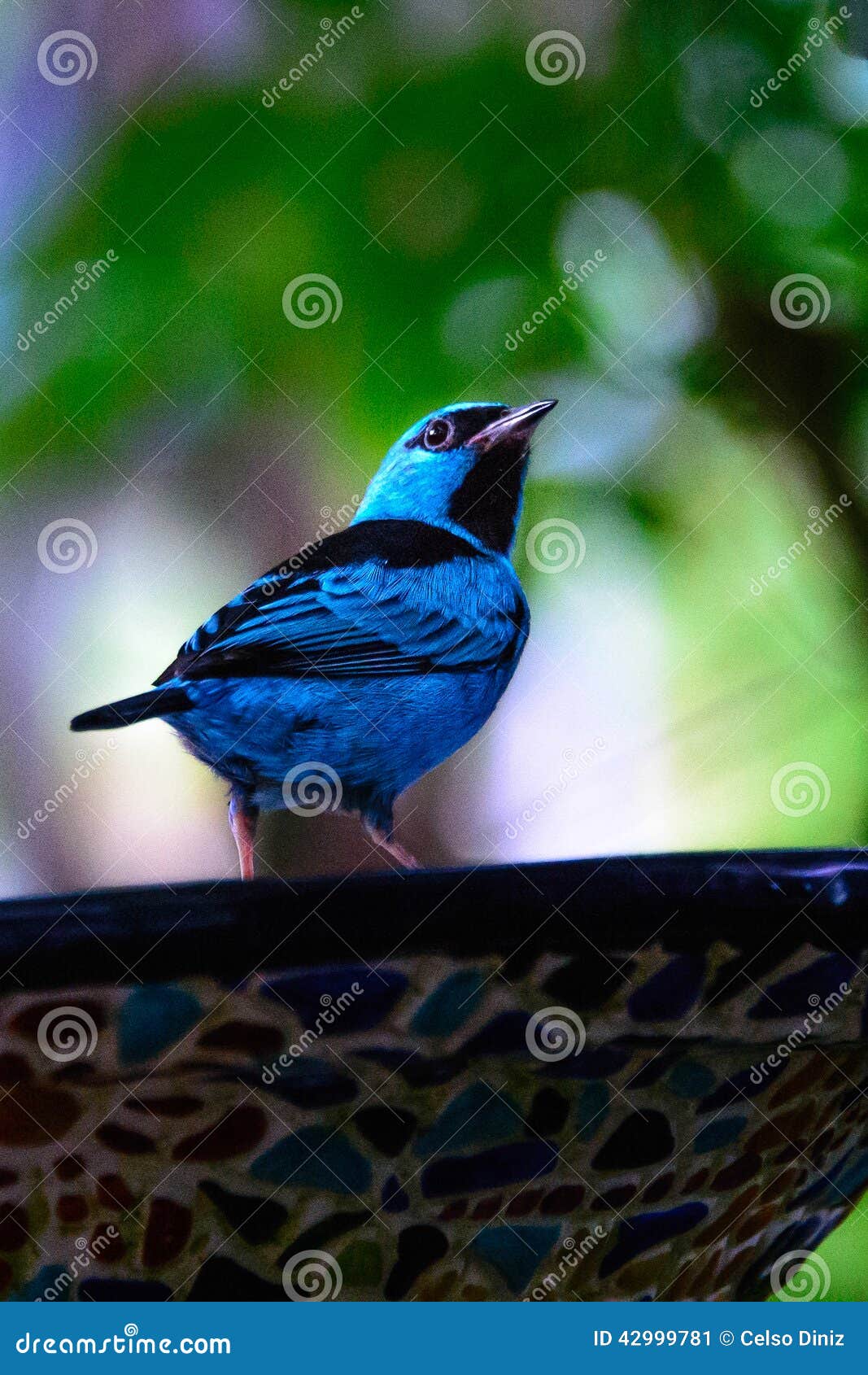 Bluebird stock image. Image of blue, nature, birdlife - 42999781