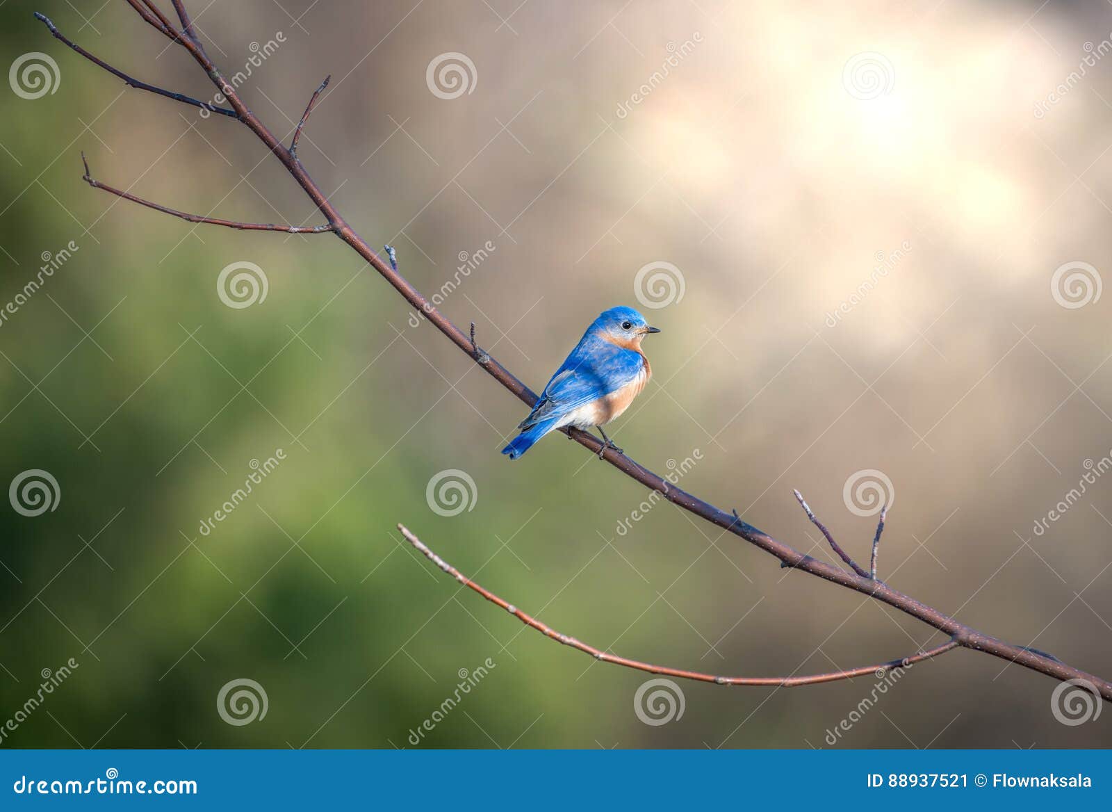 Bluebird Perched on a Tree Branch in the Sunlight Stock Image - Image ...