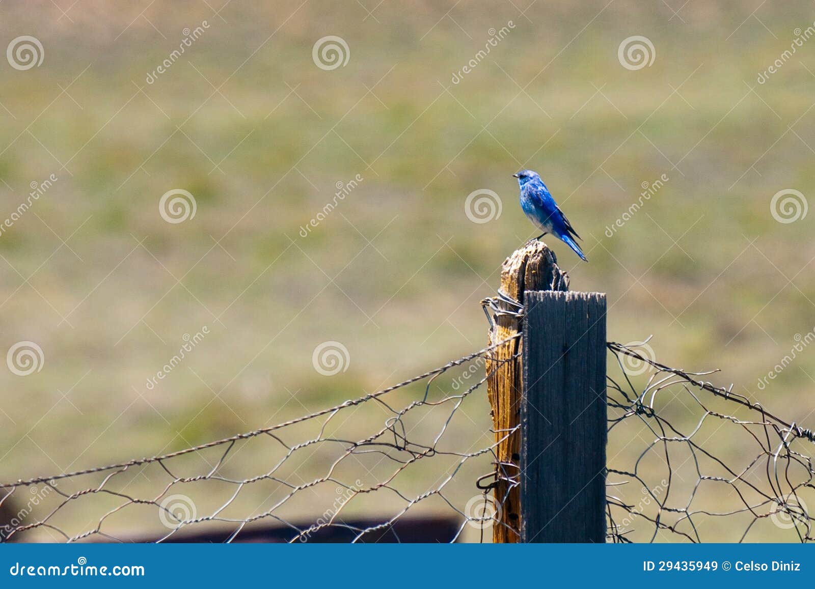 Wooden Bluebird Nesting Box Birdhouse Royalty-Free Stock Photo ...
