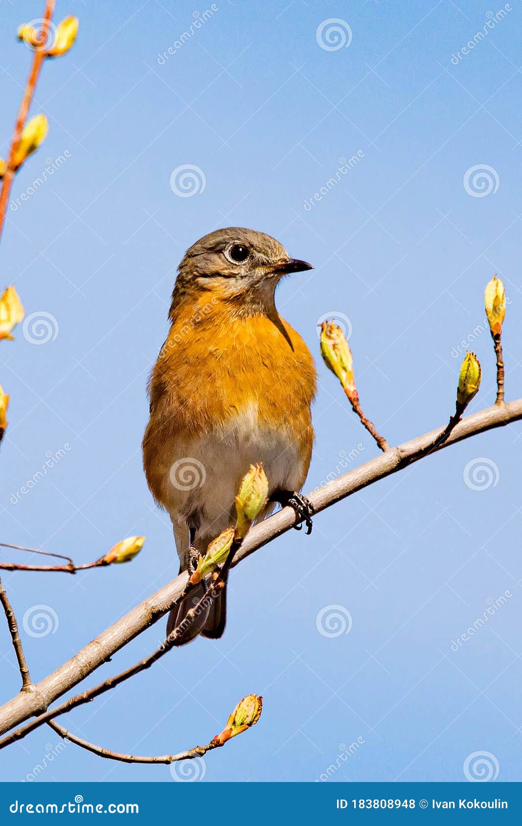 Bluebird Portrait Close Up in Spring Time Stock Photo - Image of ...