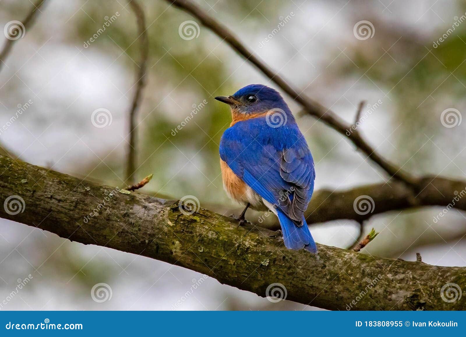 Bluebird Portrait Close Up in Spring Time Stock Image - Image of birds ...