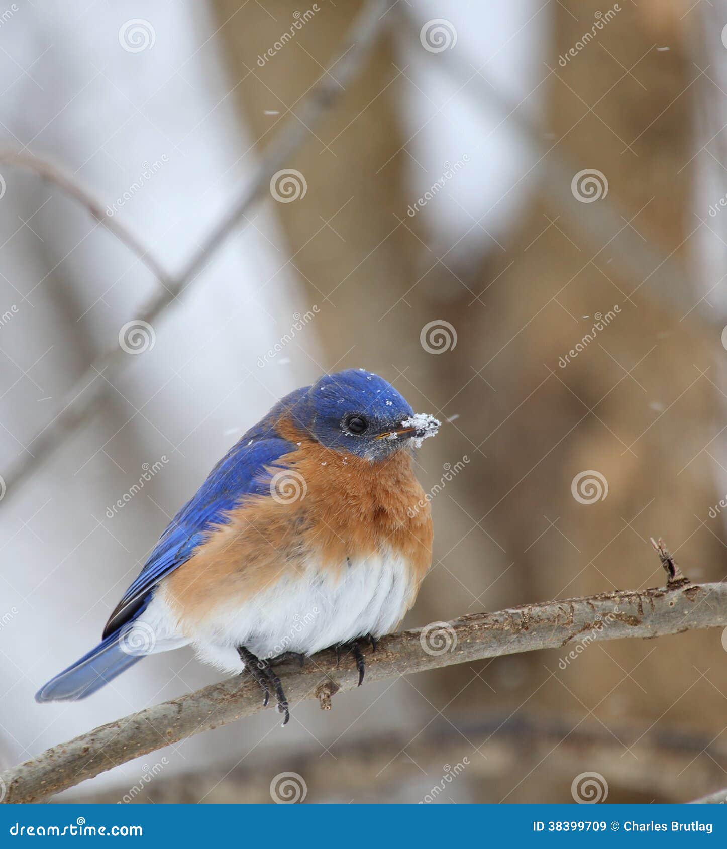 Bluebird, Sialia sialis stock image. Image of sialis - 38399709