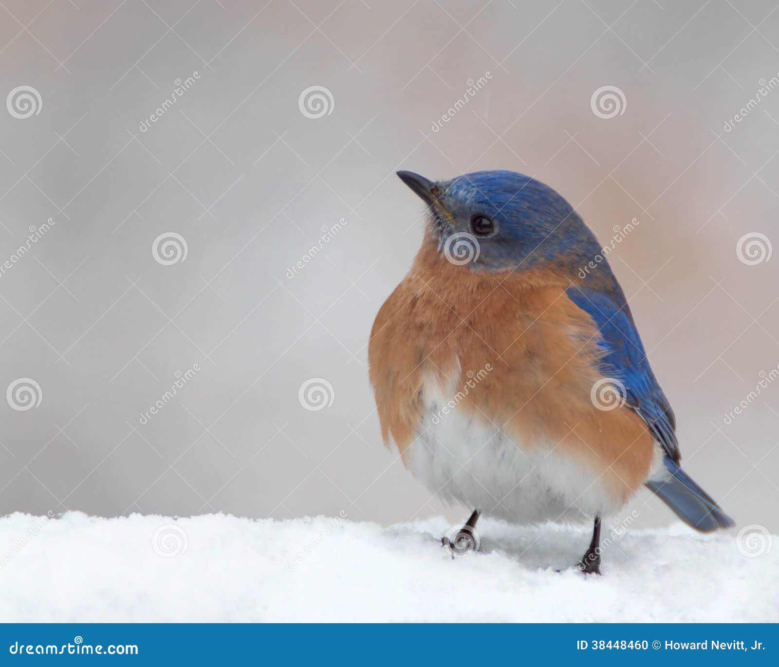 Bluebird in snow stock photo. Image of eyes, sitting - 38448460
