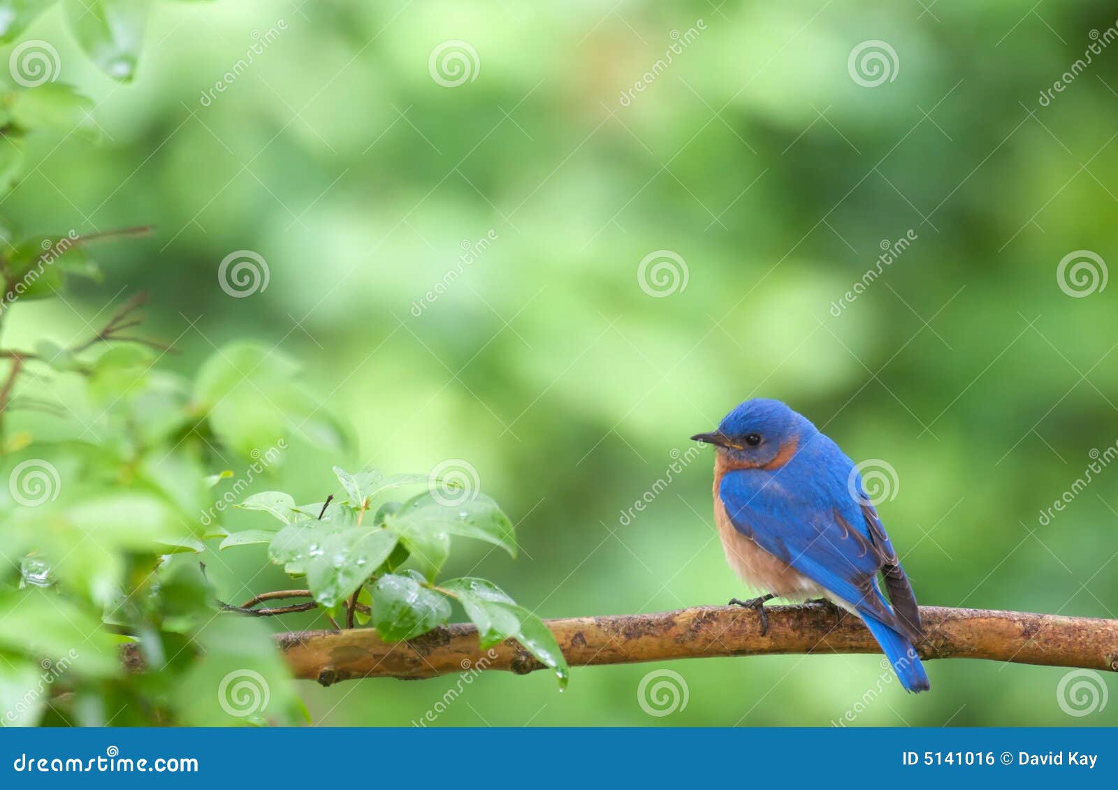 Bluebird in Spring stock photo. Image of nature, beak - 5141016
