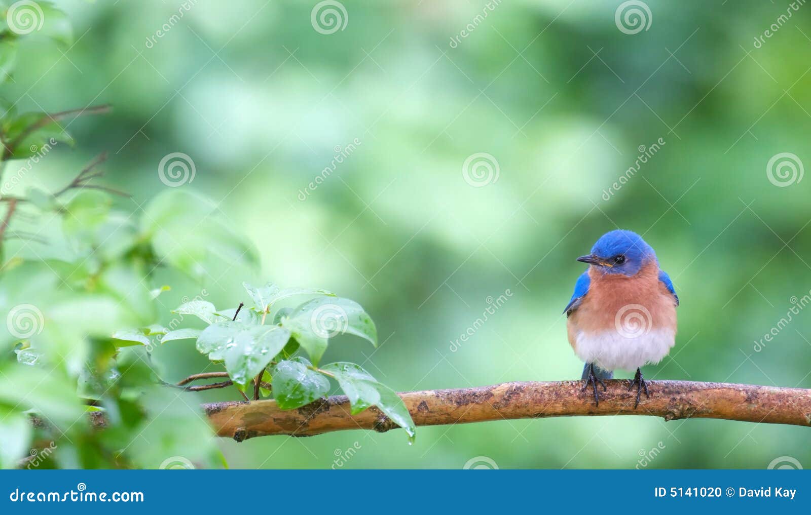 Bluebird in Spring stock photo. Image of spring, nature - 5141020