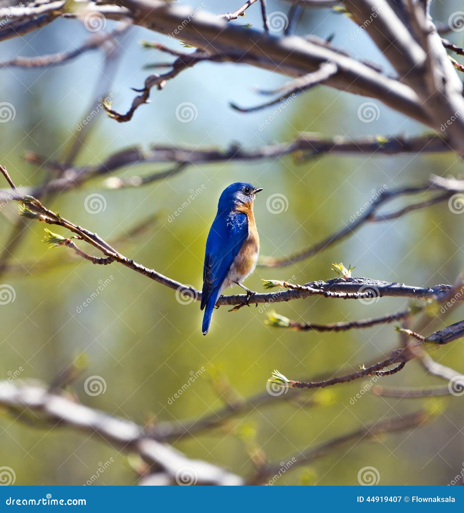 Bluebird Spring stock image. Image of natural, sunlight - 44919407