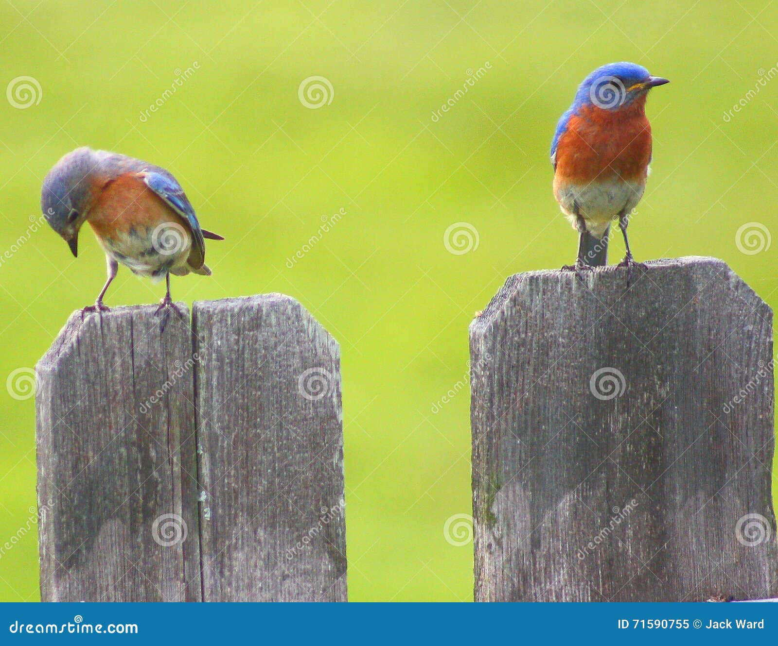 Bluebirds on Fence stock image. Image of hatch, nature - 71590755