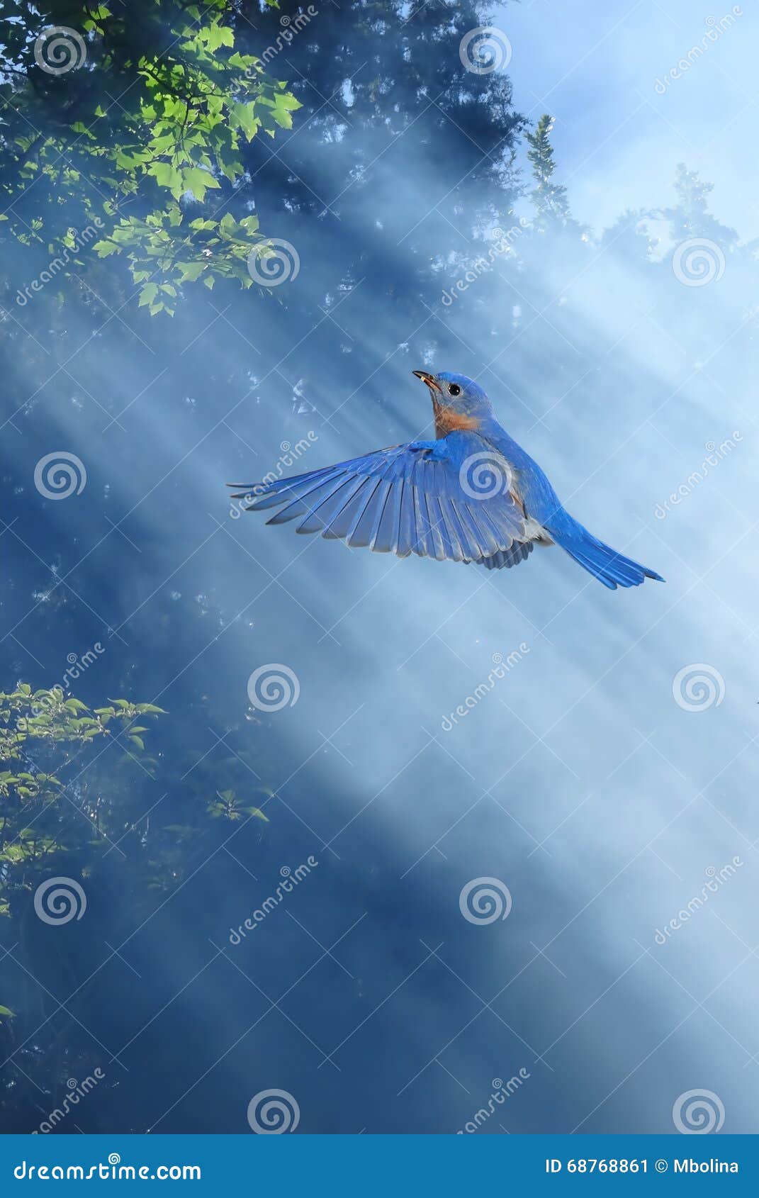 Bluebirds Fly in Sunlight Spring Concept Stock Image - Image of ...