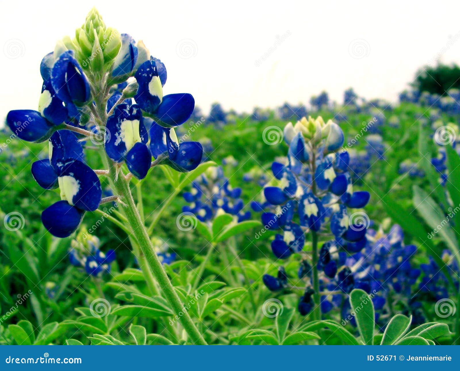 Bluebonnet stock image. Image of wildflower, springtime - 52671
