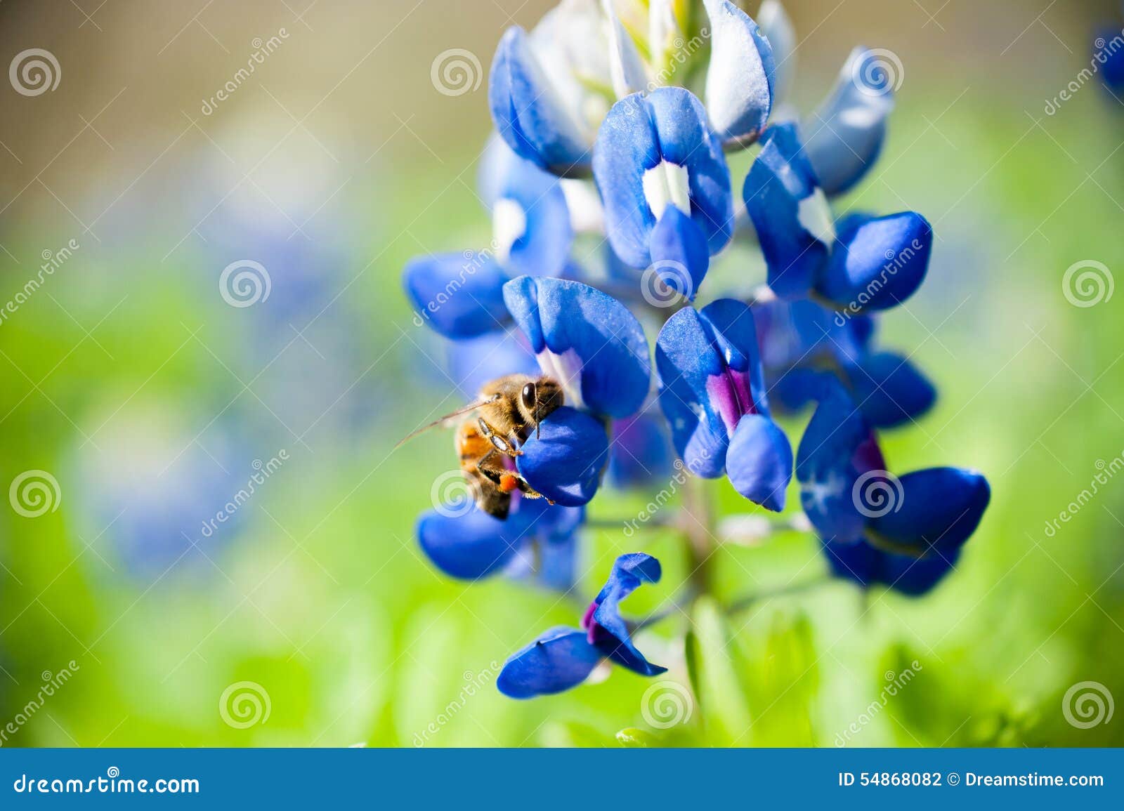 Bluebonnet and bee stock photo. Image of austin, bonnet - 54868082