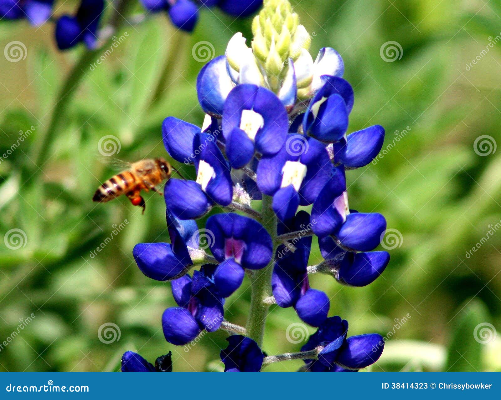 Bluebonnet bumblebee stock image. Image of green, insect - 38414323