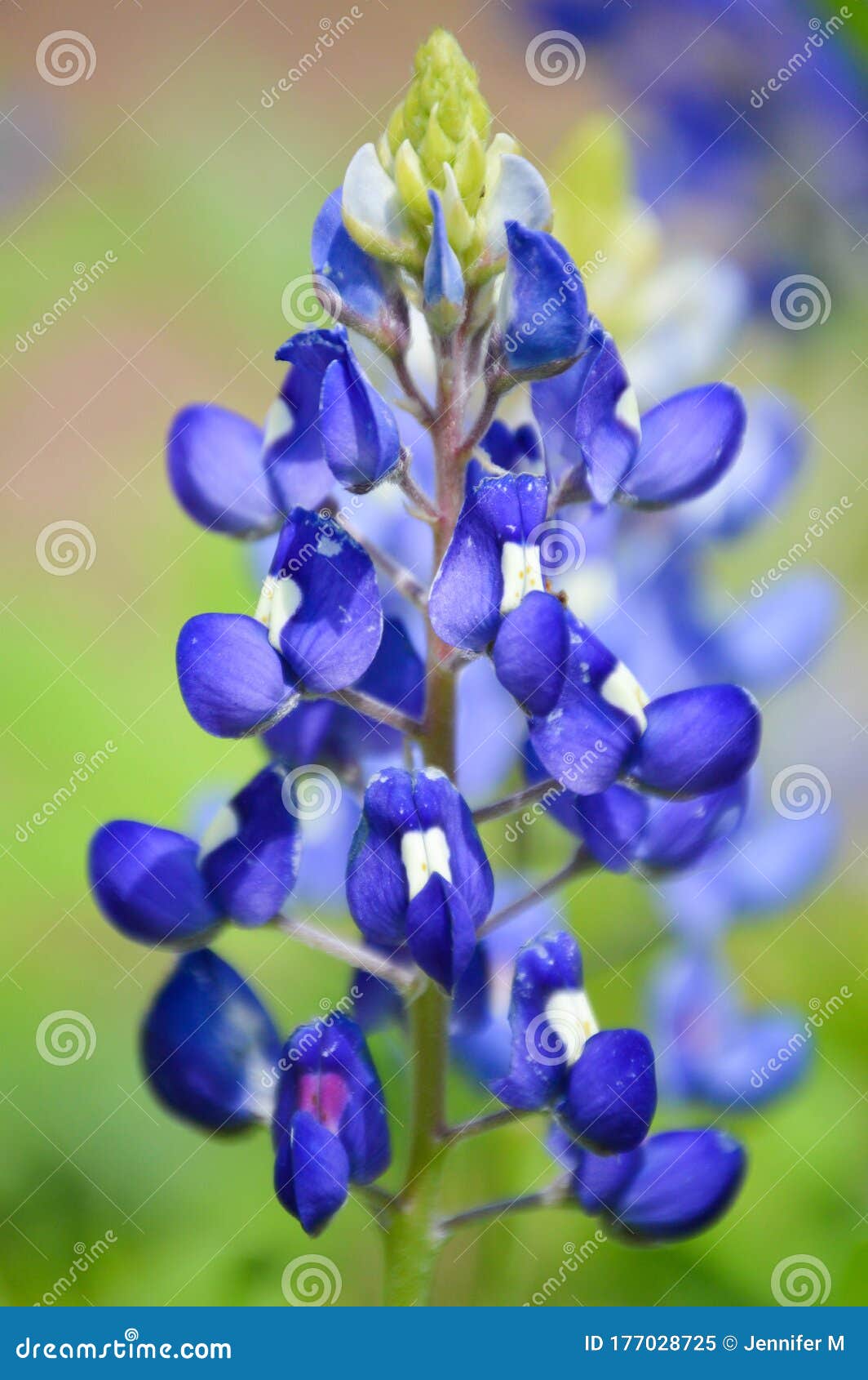 Bluebonnet stock image. Image of season, meadow, fresh - 177028725
