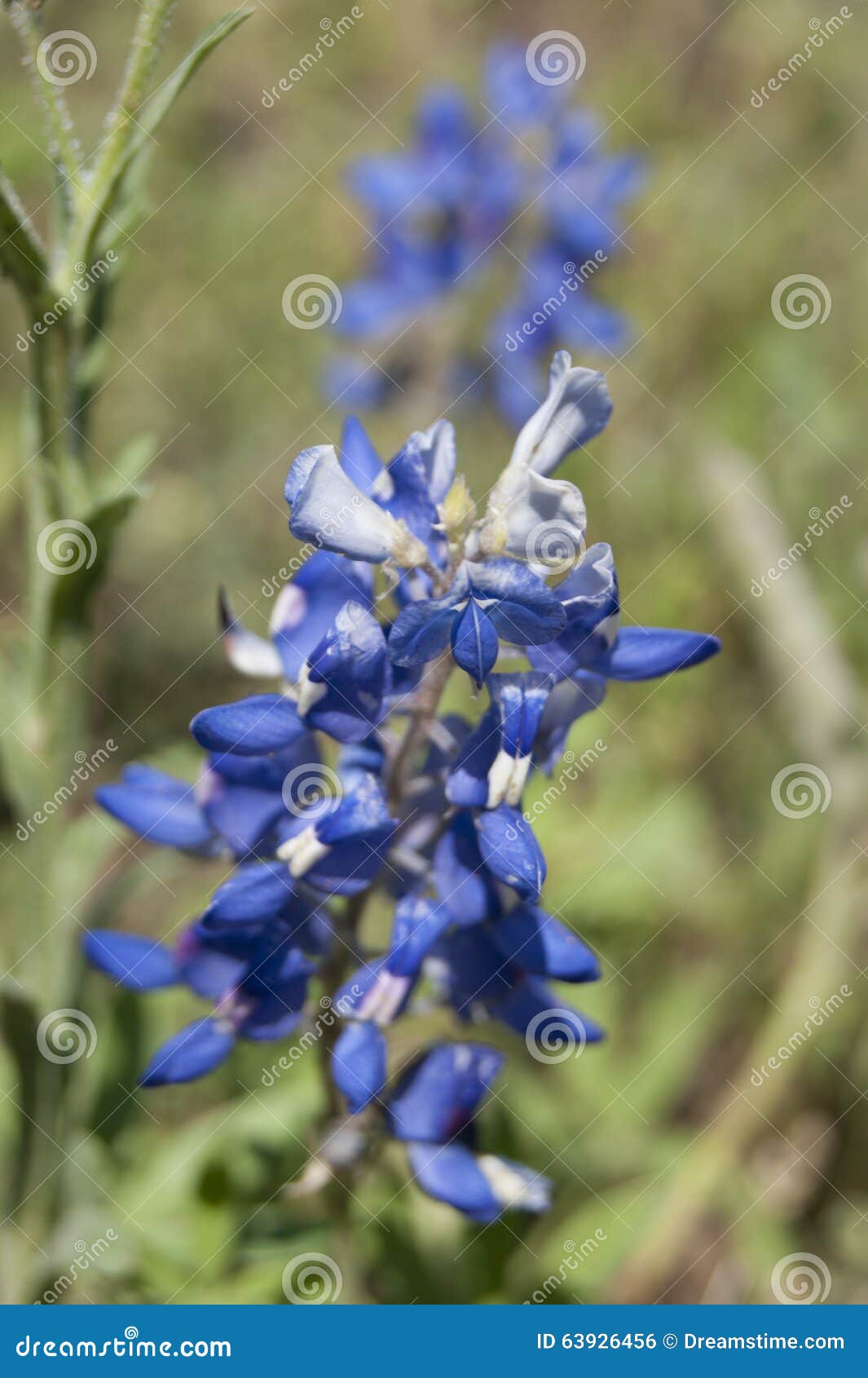 Bluebonnet Close Up stock photo. Image of wildflower - 63926456