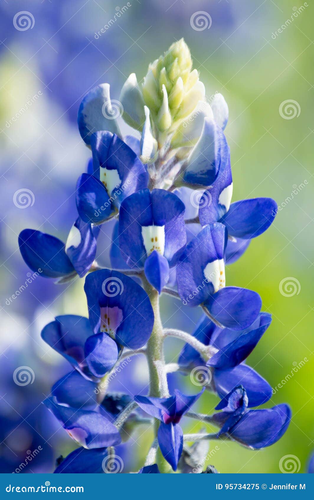 Bluebonnet close up stock image. Image of spring, plant - 95734275
