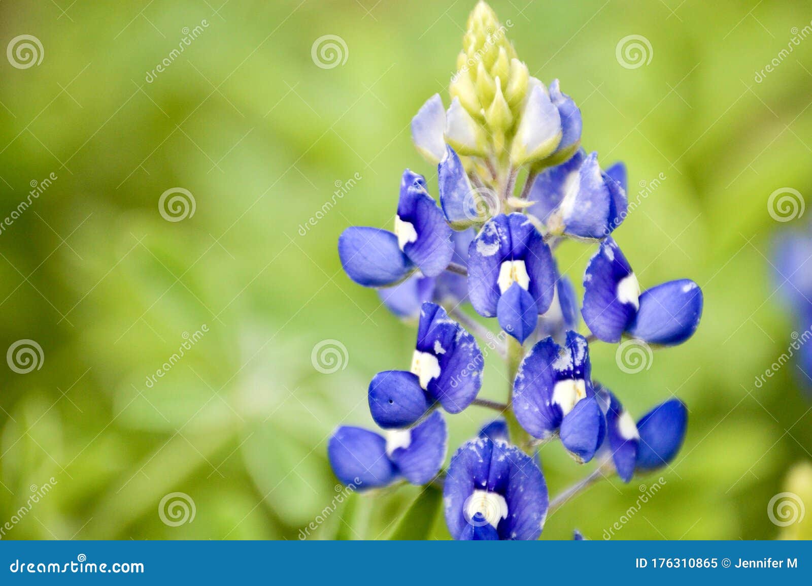 Bluebonnet stock image. Image of flower, flora, state - 176310865
