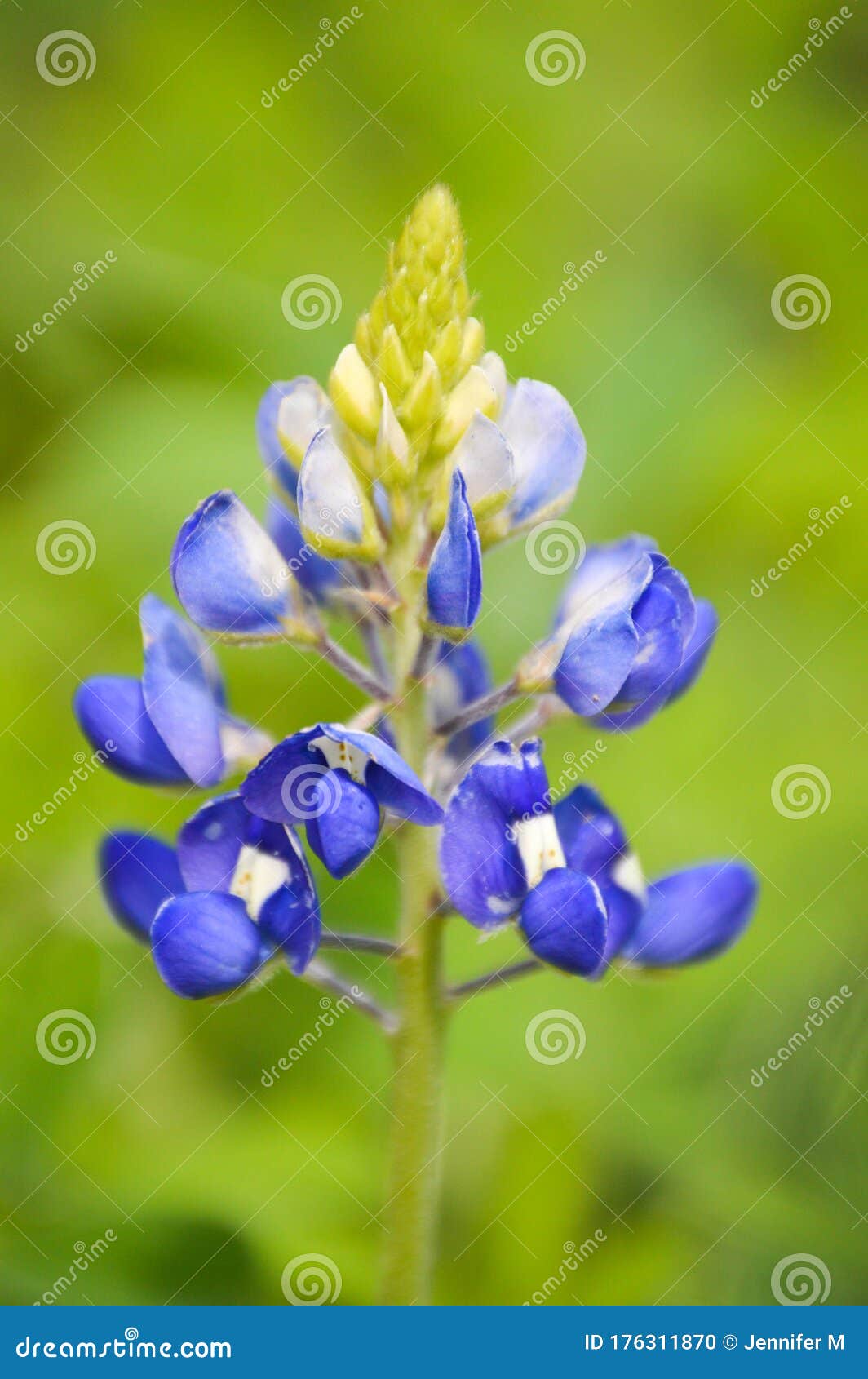 Bluebonnet stock photo. Image of close, wild, lupinus - 176311870