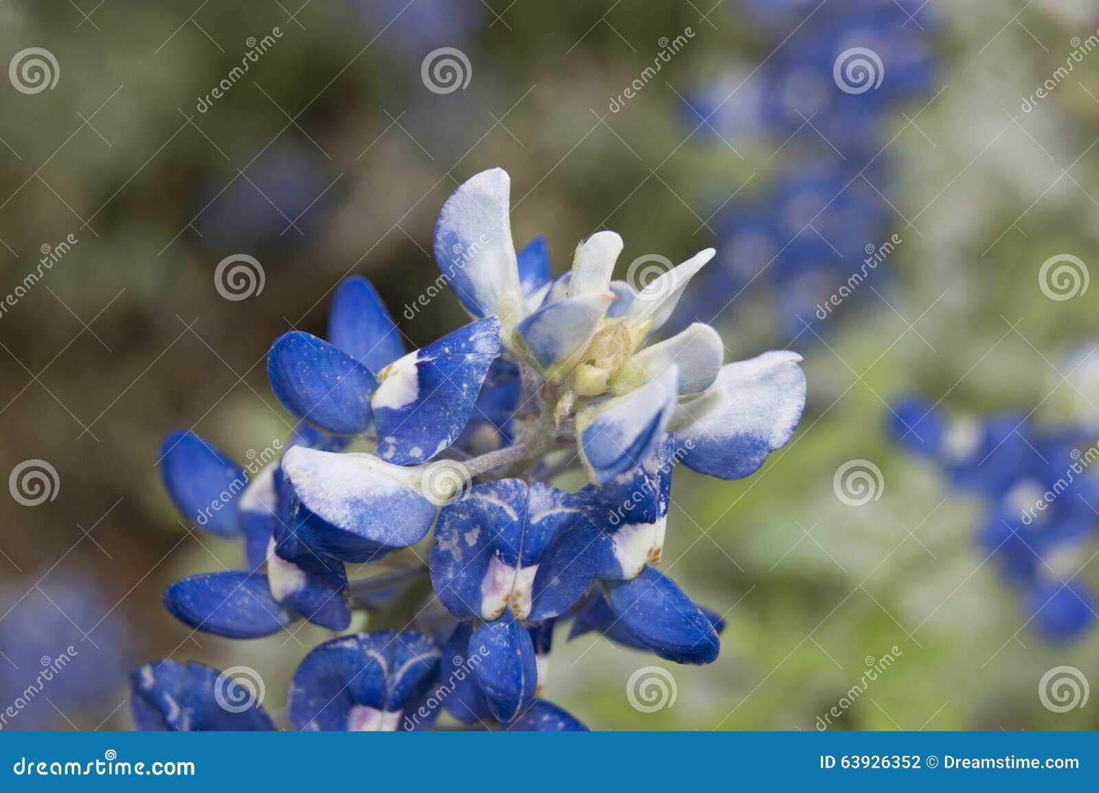 Bluebonnet Close Up stock photo. Image of close, bluebonnet - 63926352