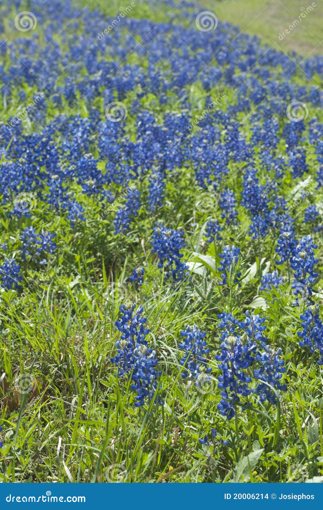 Bluebonnet field stock photo. Image of texas, flora, land - 20006214