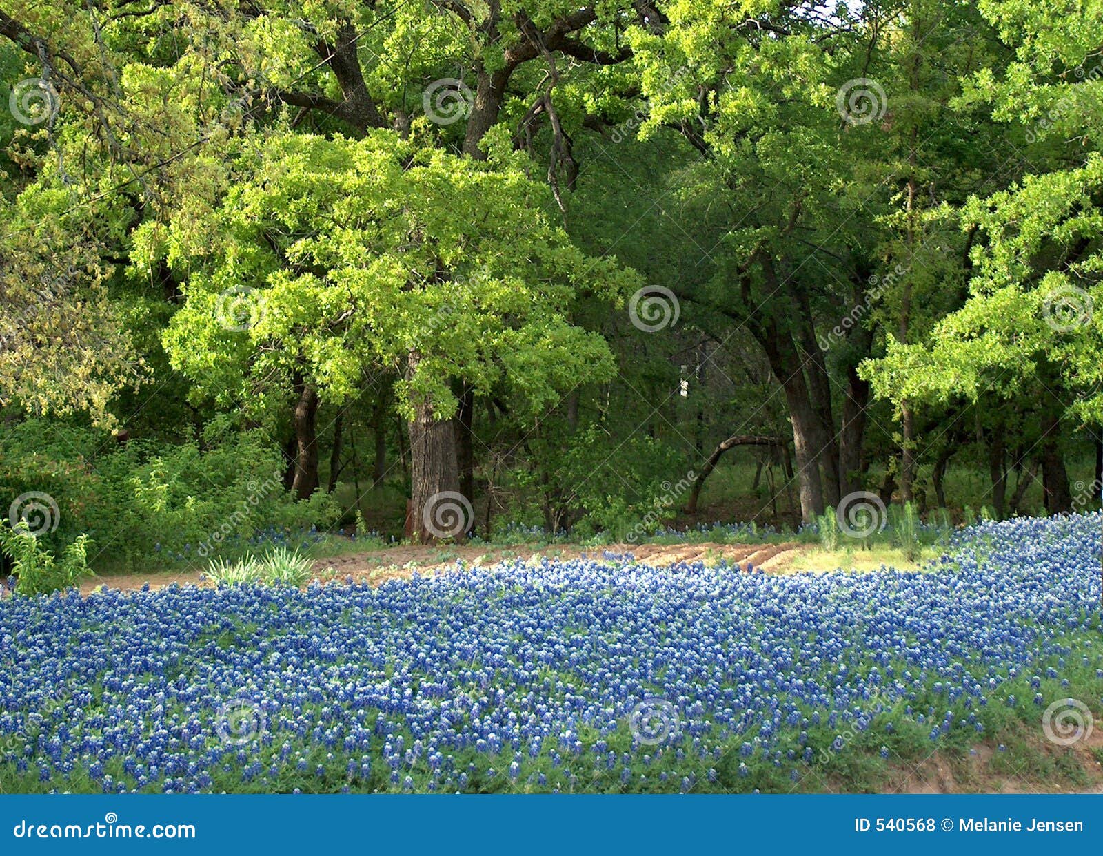 Bluebonnet Field stock photo. Image of natural, flowers - 540568