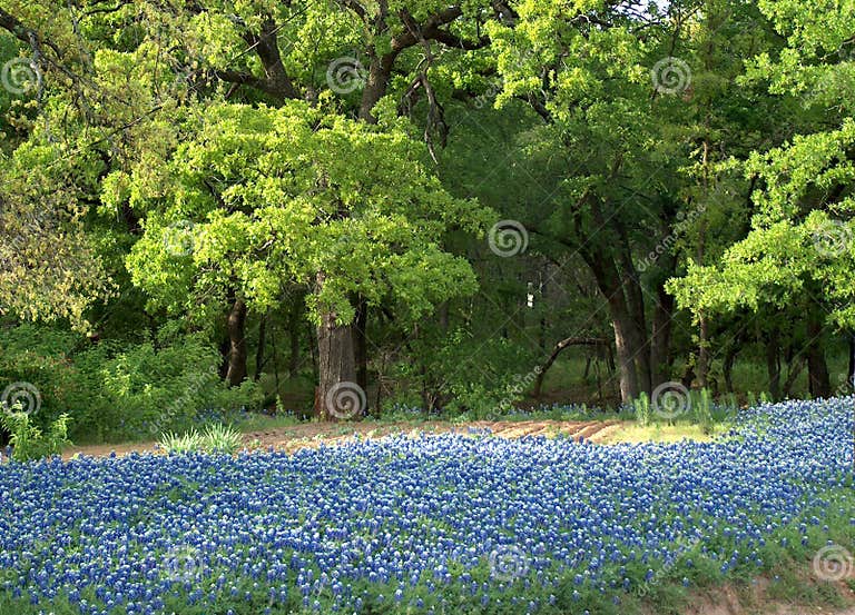 Bluebonnet Field stock photo. Image of natural, flowers - 540568