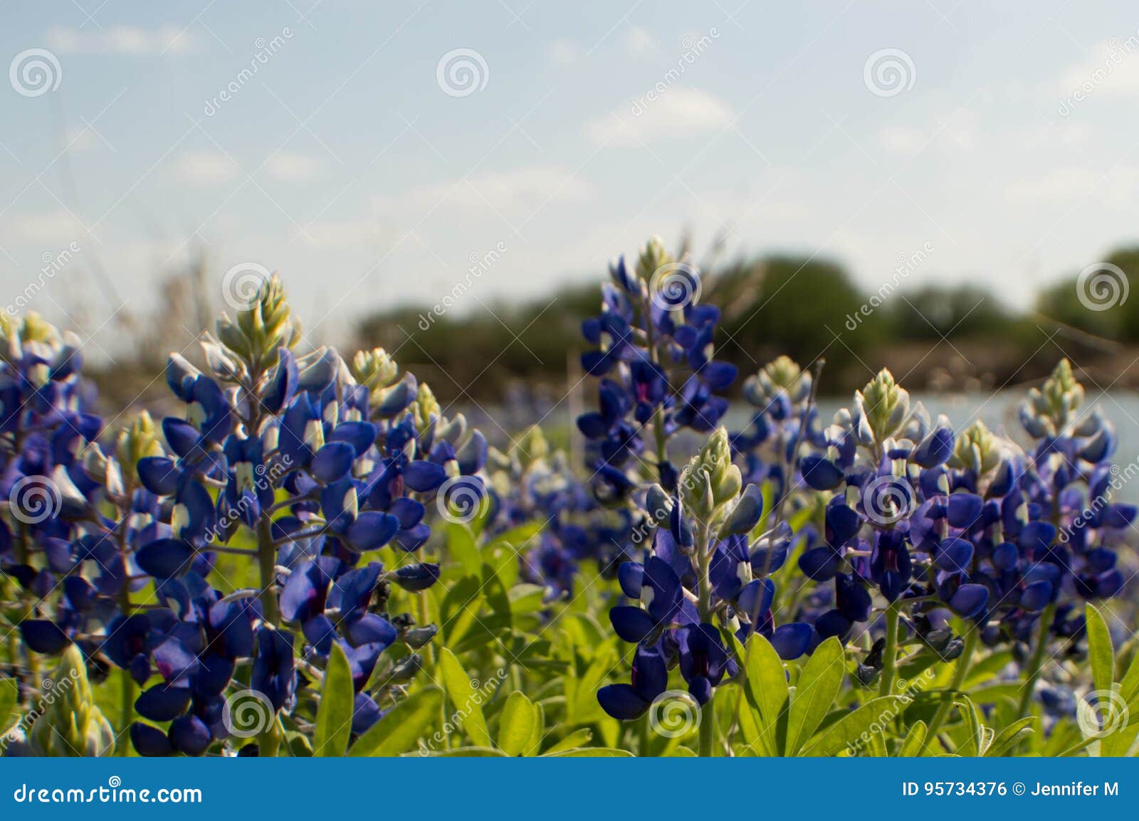 Bluebonnet Field Against a Blue Sky Stock Photo - Image of nature ...