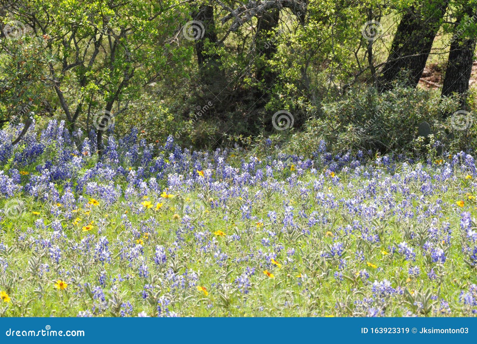 Bluebonnet Field on the Range Stock Image - Image of late, lush: 163923319
