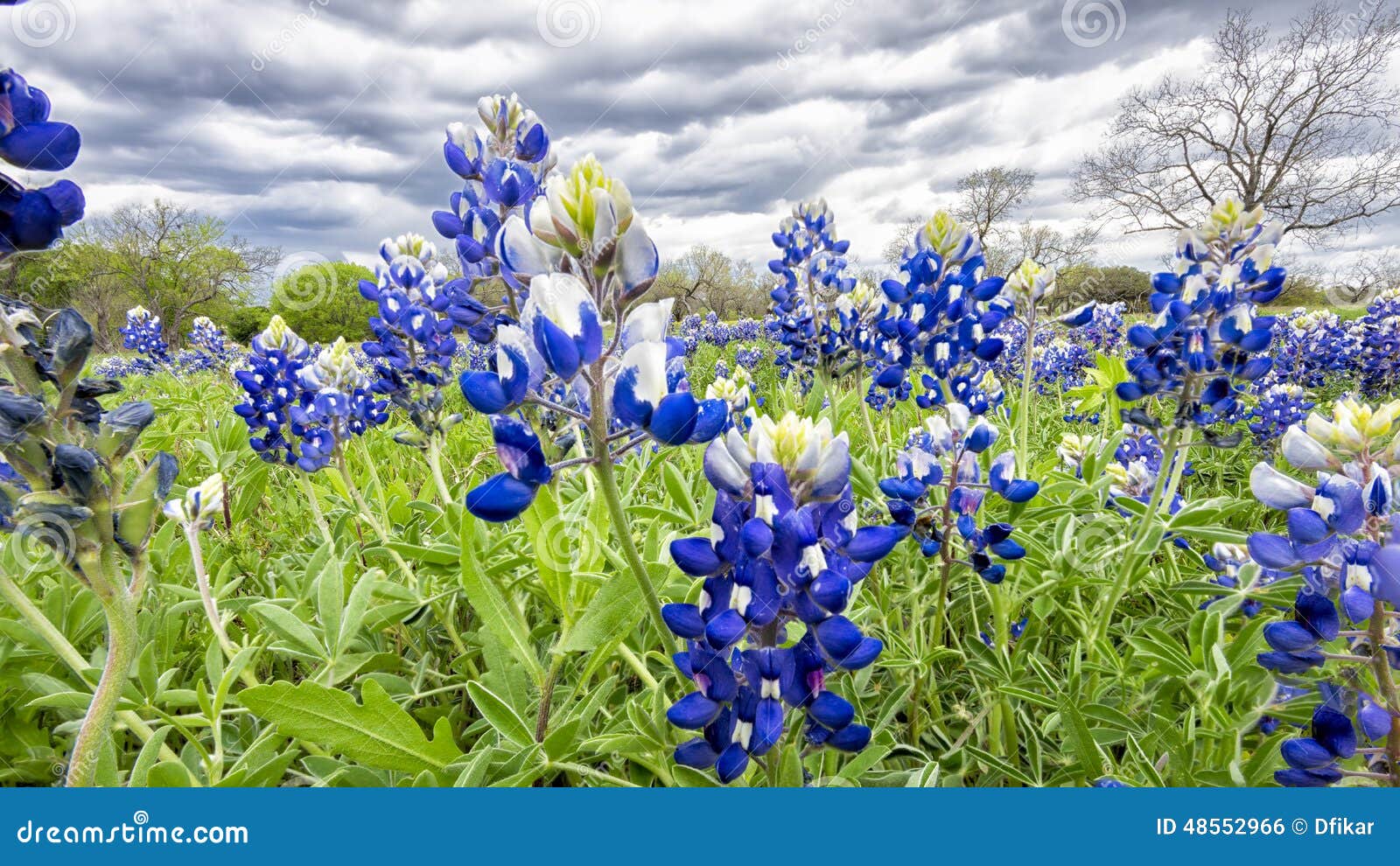 Bluebonnet Fields in Texas stock photo. Image of green - 48552966