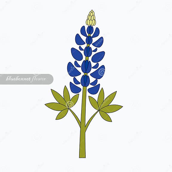 Bluebonnet Flower Design Vector Modern Illustration Stock Illustration ...