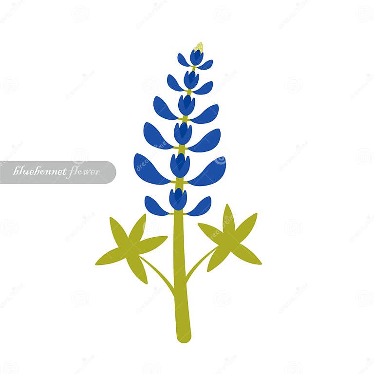 Bluebonnet Flower Design Vector Modern Illustration Stock Vector ...