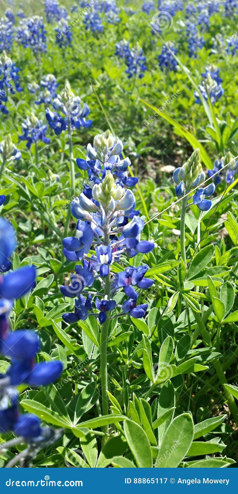 Bluebonnet Flower stock image. Image of bluebonnet, flower - 88865117