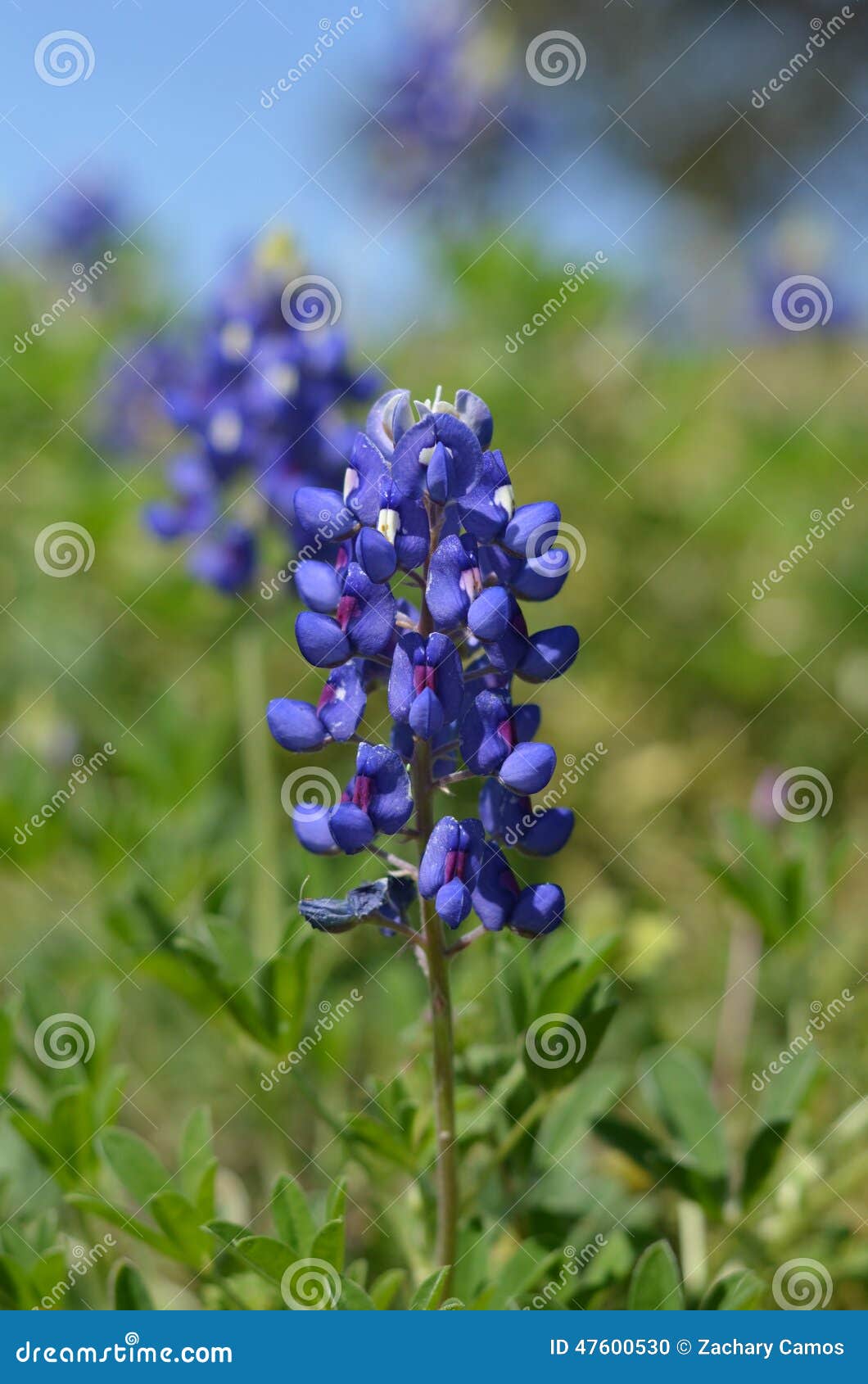 Bluebonnet (Lupinus Texensis) Stock Photo - Image of nature, texas ...